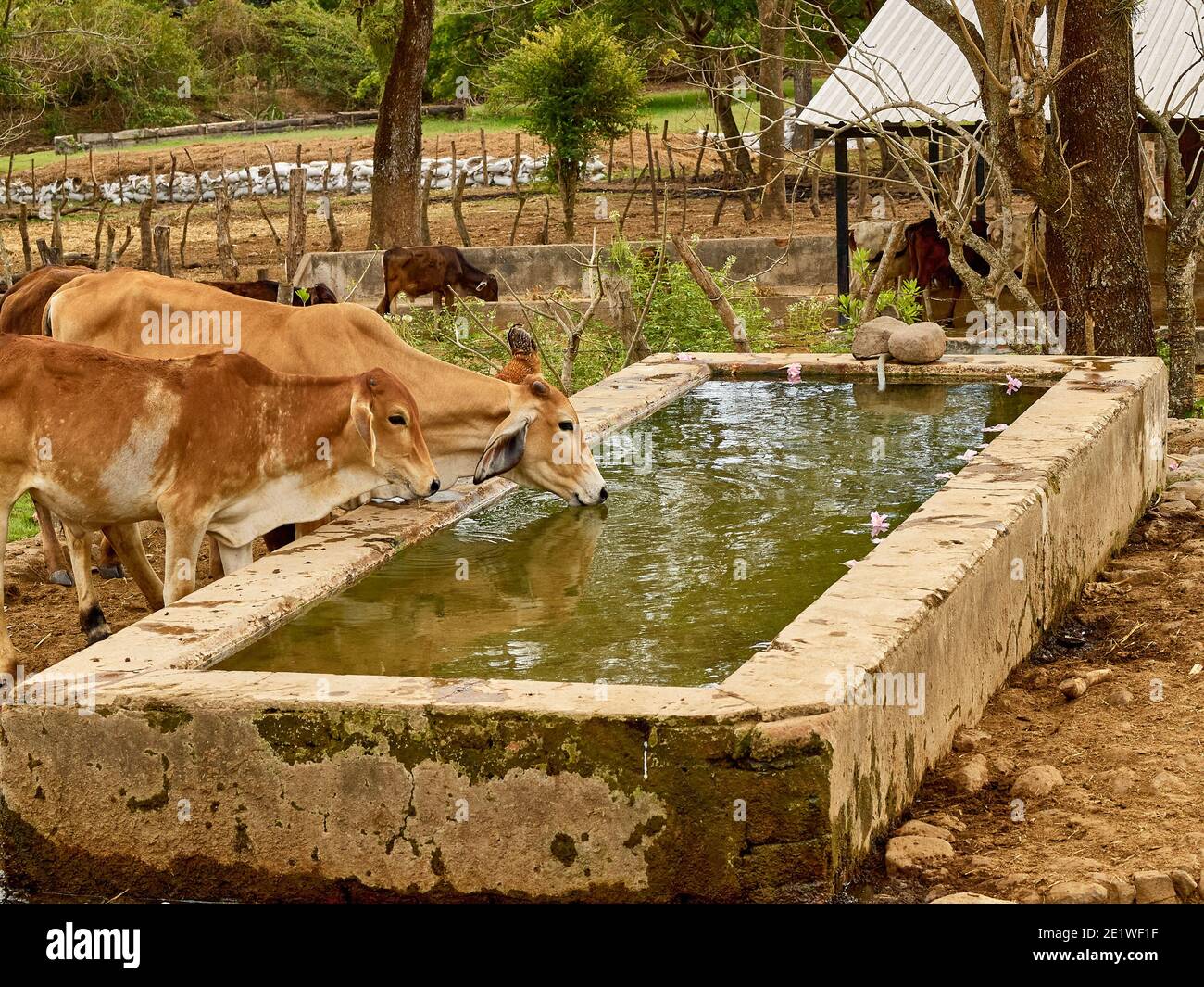 Domesticated cattle domesticated cows hi-res stock photography and ...