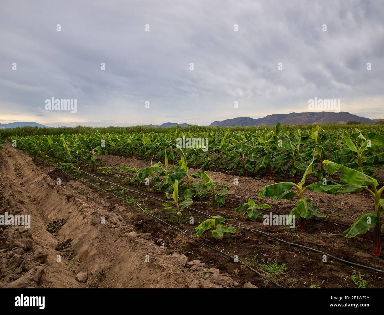 Plantain crop hi-res stock photography and images - Alamy