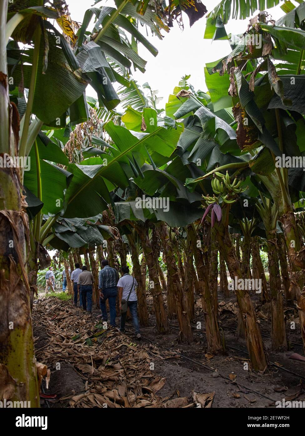 Plantain crop hi-res stock photography and images - Alamy