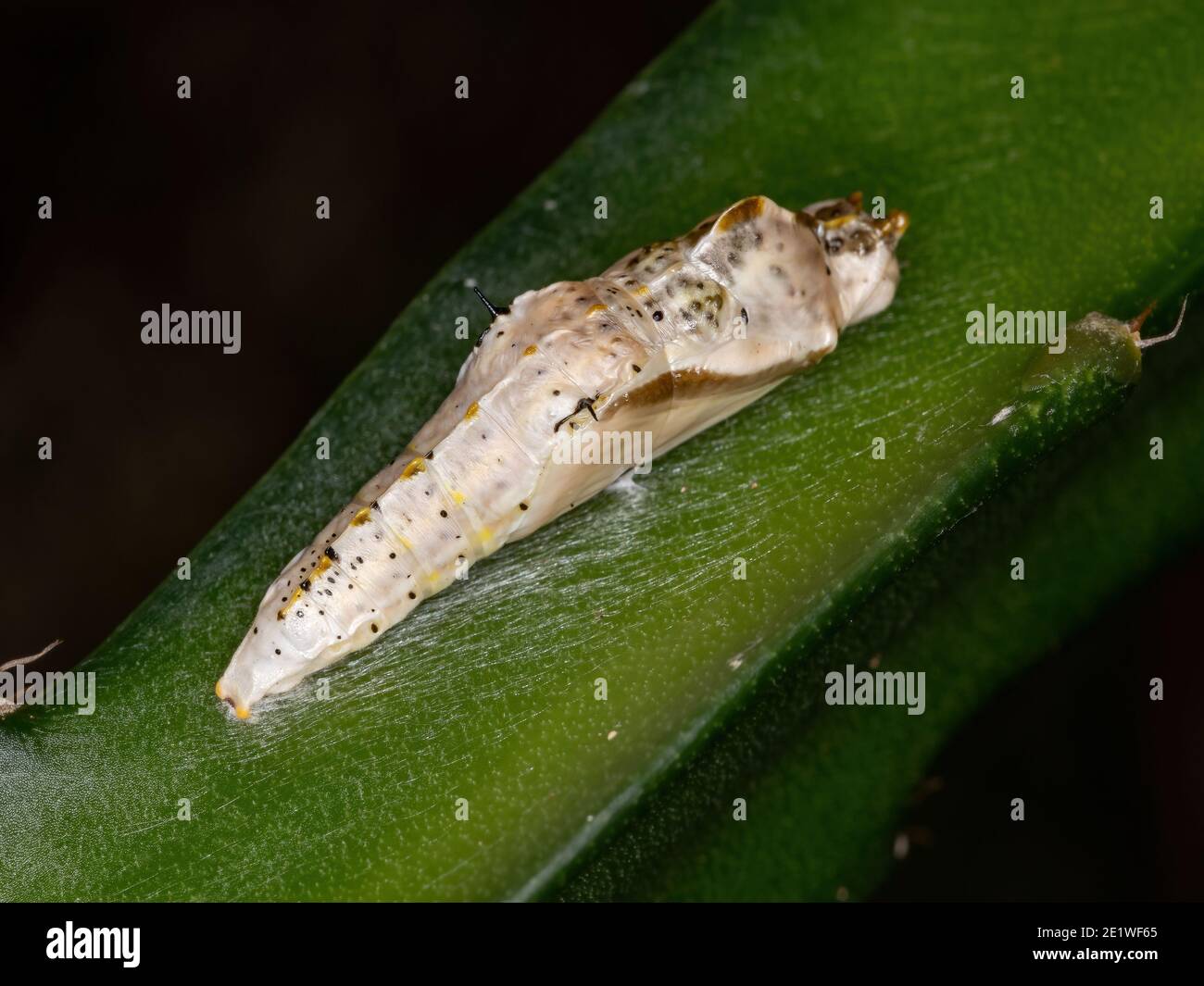 Small Butterfly cocoon of the Order Lepidoptera Stock Photo - Alamy