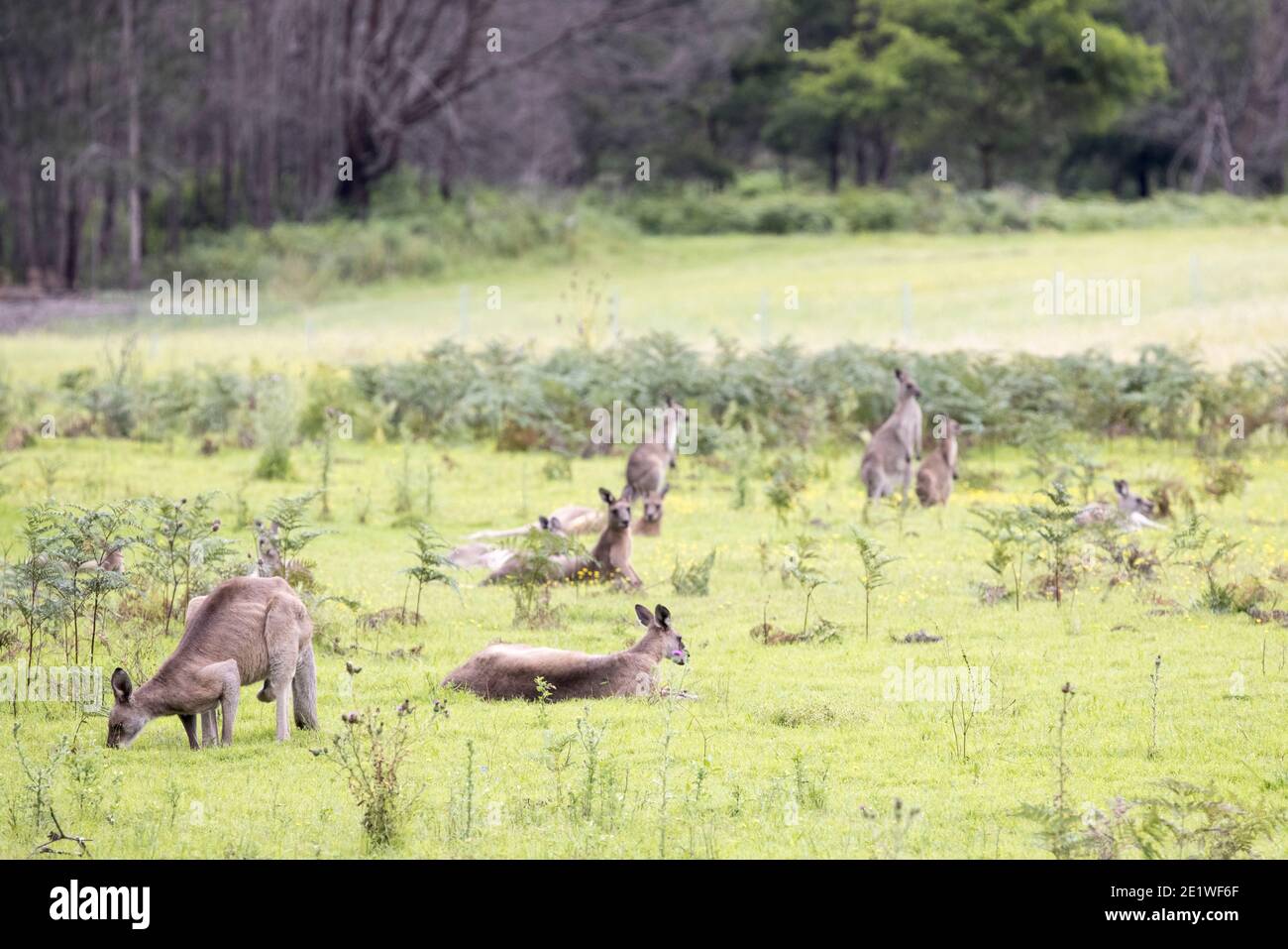 Mob of Eastern Grey Kangaroo's Stock Photo - Alamy