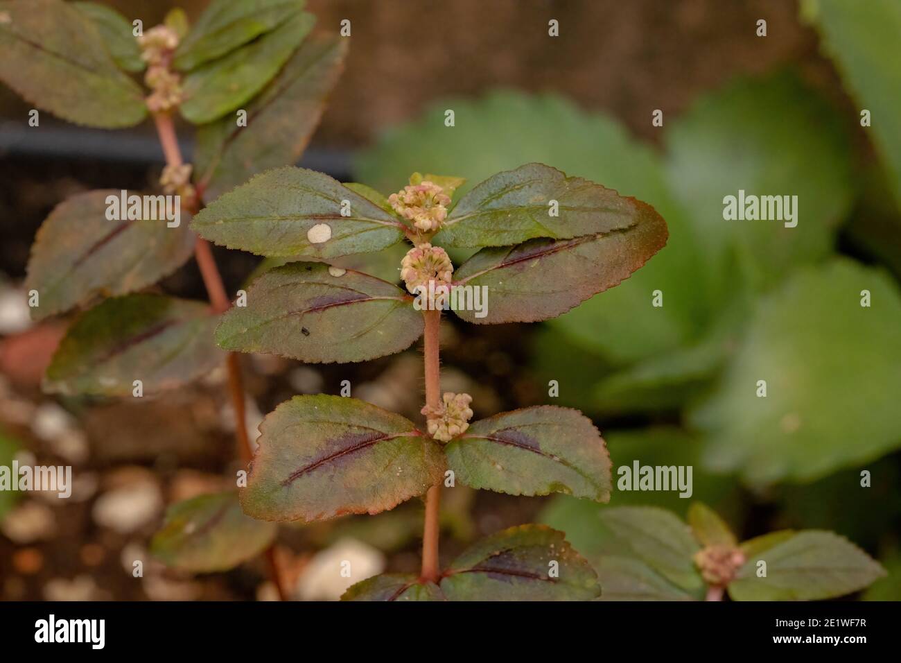 Asthma weed hi-res stock photography and images - Alamy