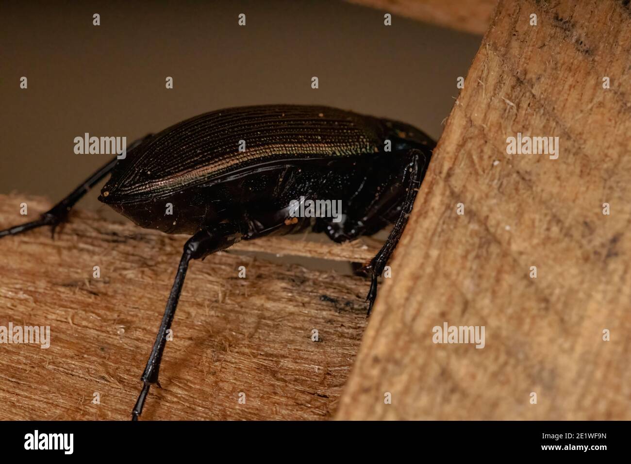 Adult Caterpillar hunter Beetle of the species Calosoma alternans Stock ...