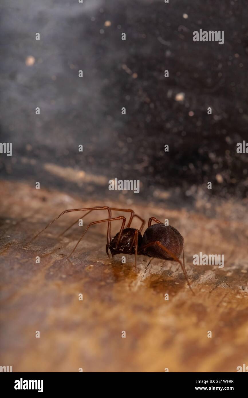 Brown Spitting Spider of the species Scytodes fusca Stock Photo - Alamy