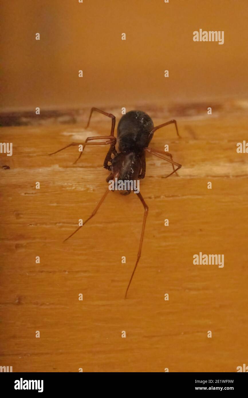 Brown Spitting Spider of the species Scytodes fusca Stock Photo - Alamy