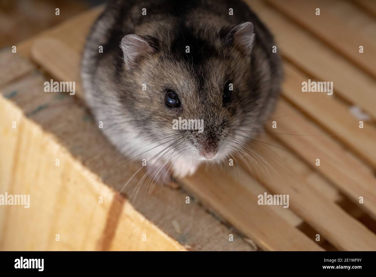Campbell's dwarf hamster of the species Phodopus campbelli with ...