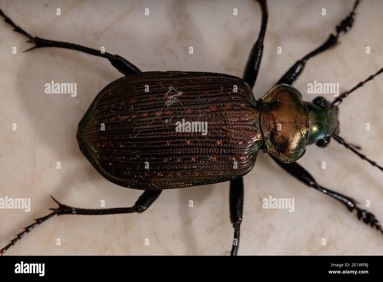 Adult Caterpillar hunter Beetle of the species Calosoma alternans Stock ...