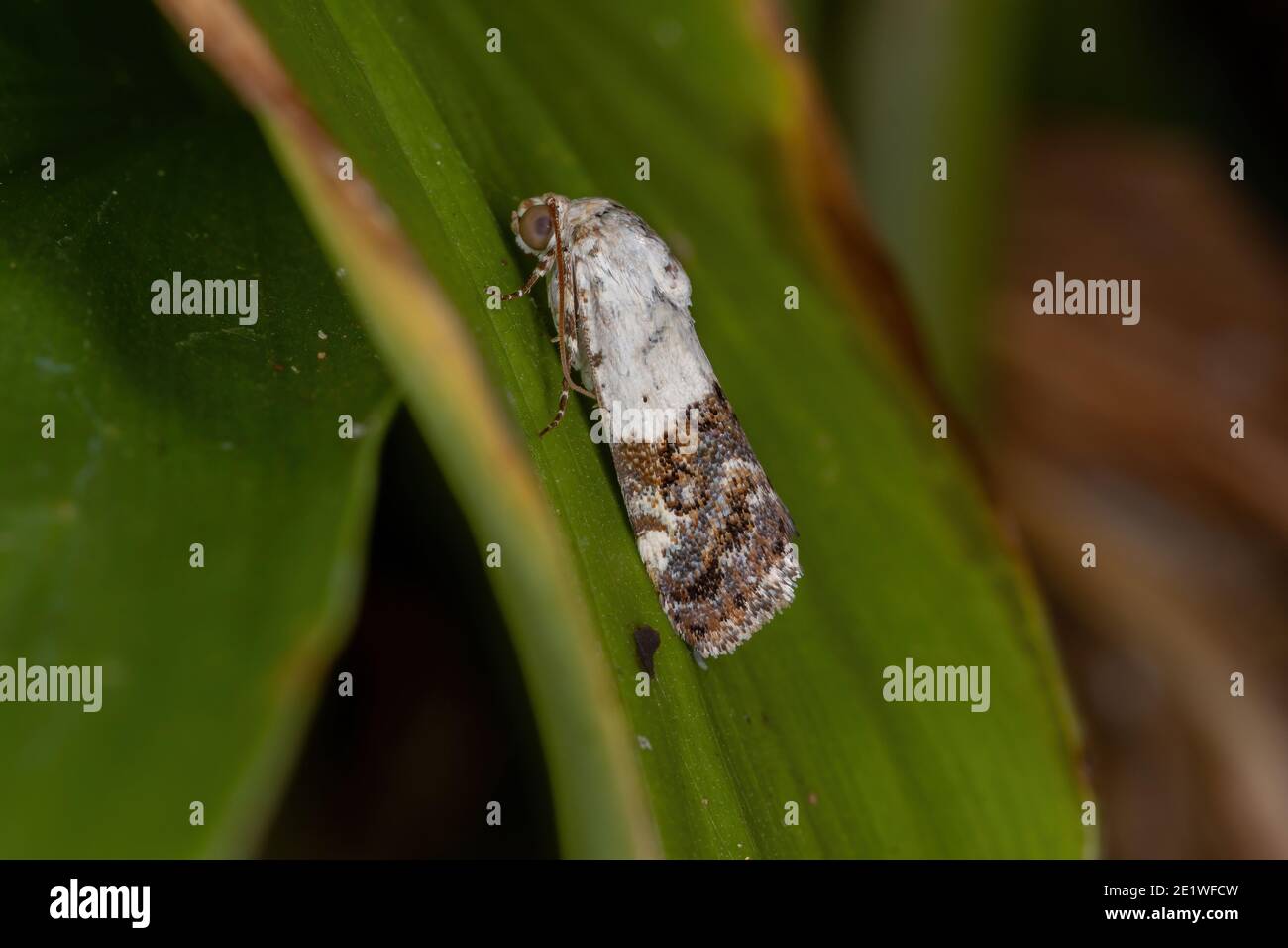 Small Yellow Moth of the Tribe Acontiini Stock Photo - Alamy