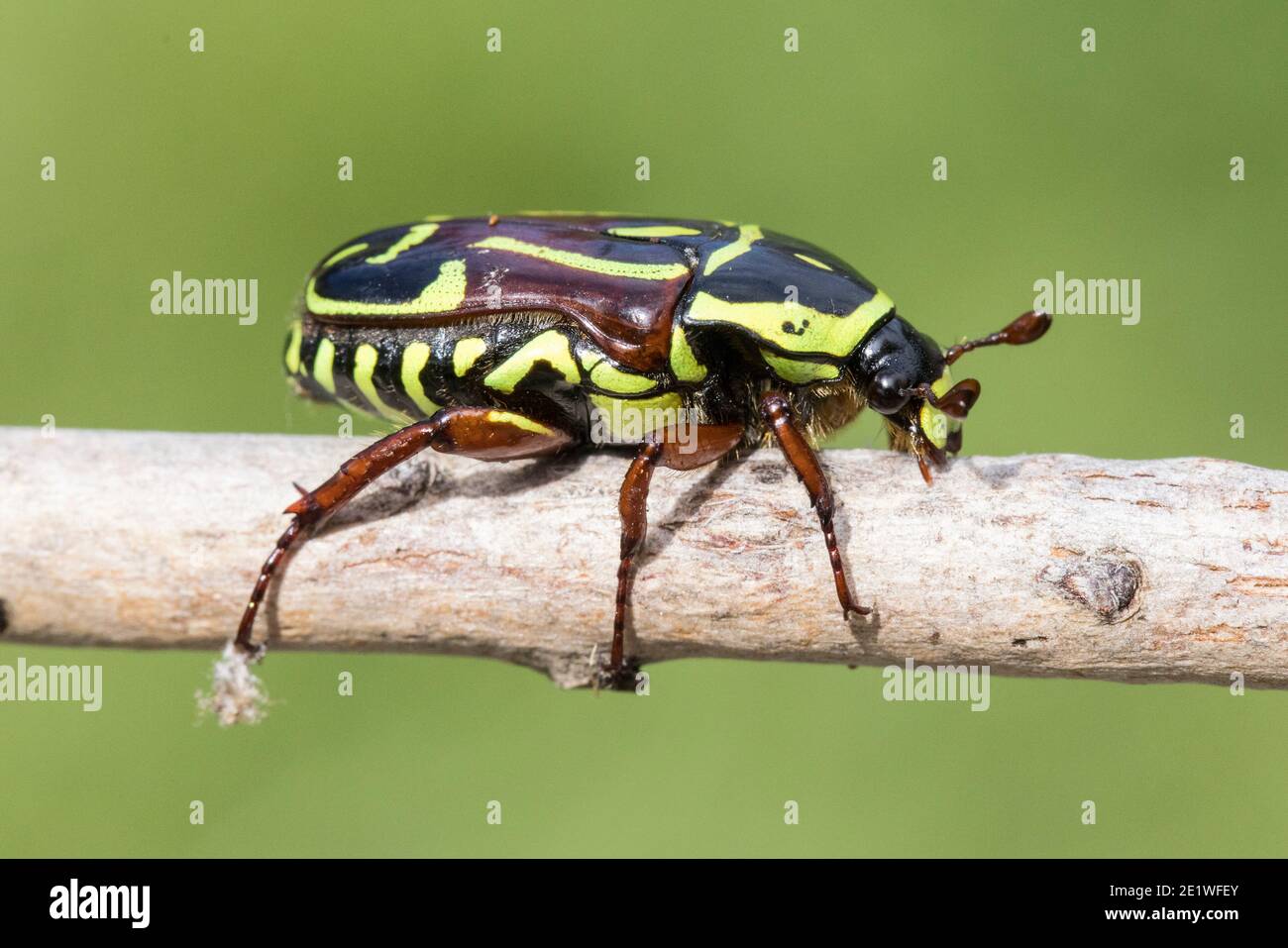Fiddler Beetle crawling on stick Stock Photo - Alamy