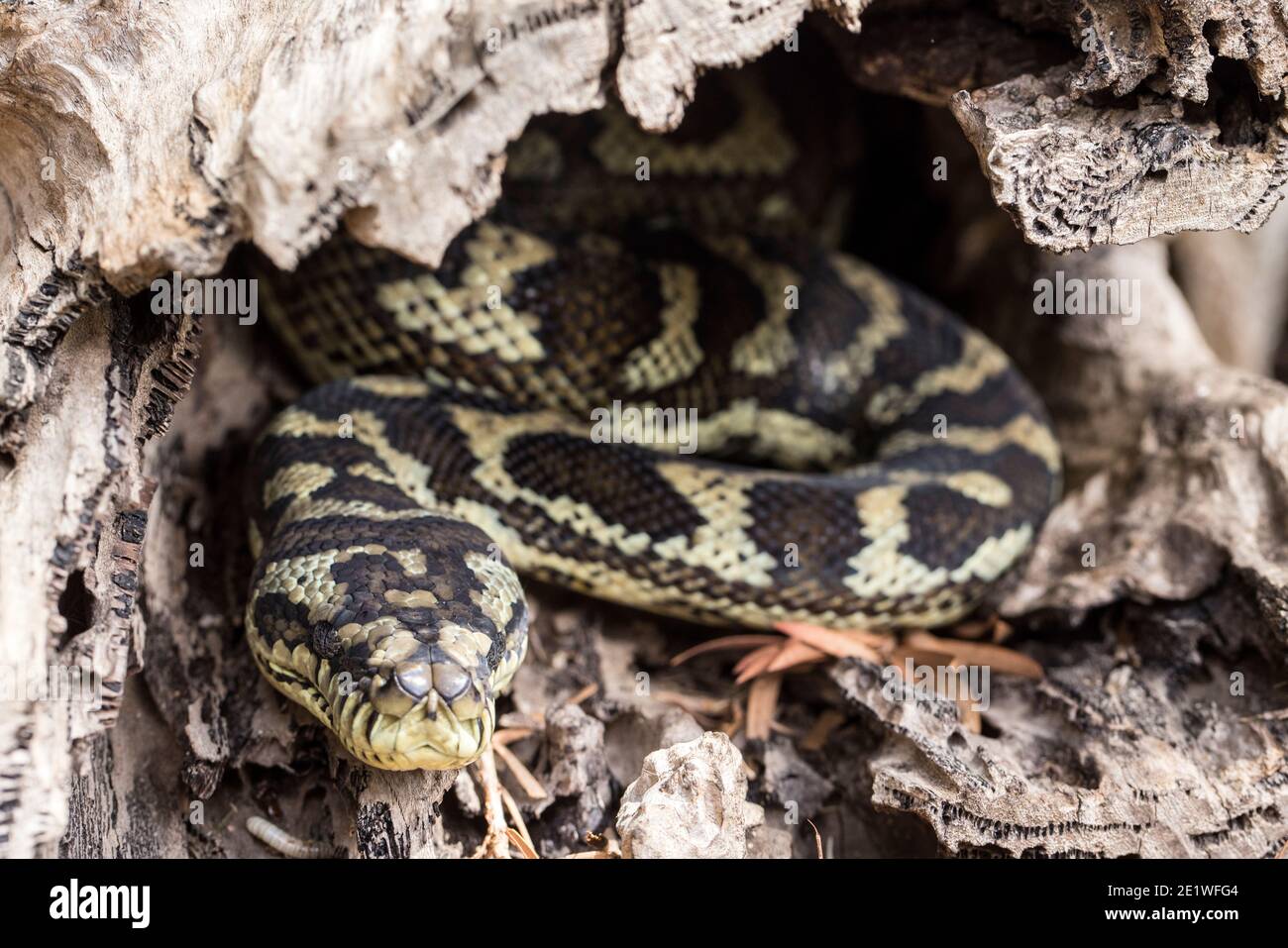 Australian carpet python resting hi-res stock photography and images ...