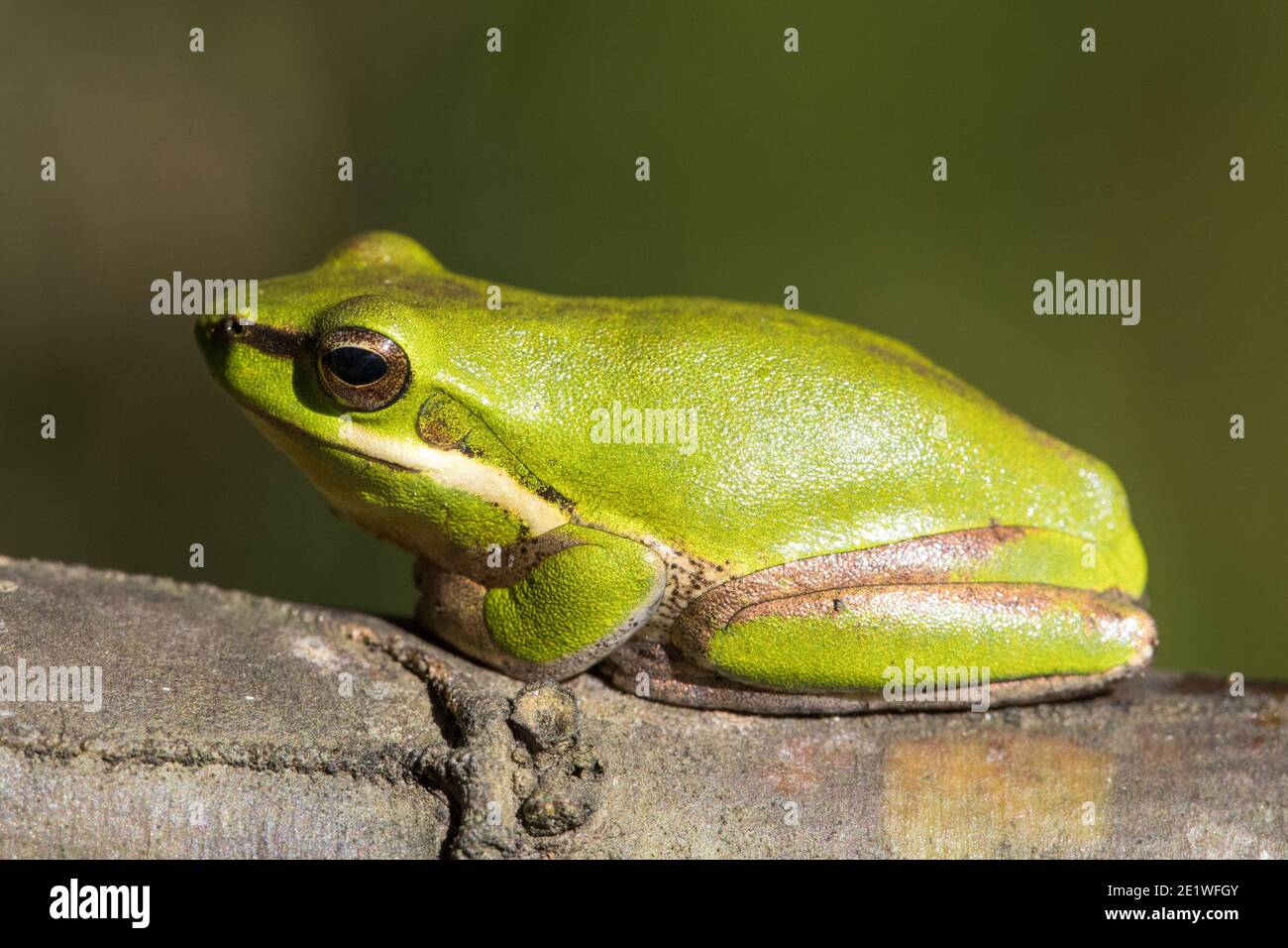 Dwarf Tree Frog basking in early sunlight Stock Photo - Alamy