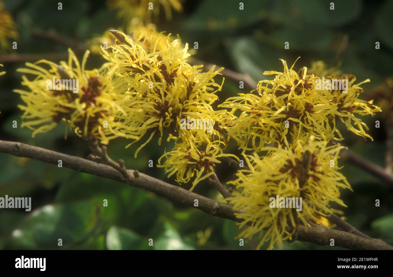 The witch hazel pallida hamamelis x intermedia hi-res stock photography ...