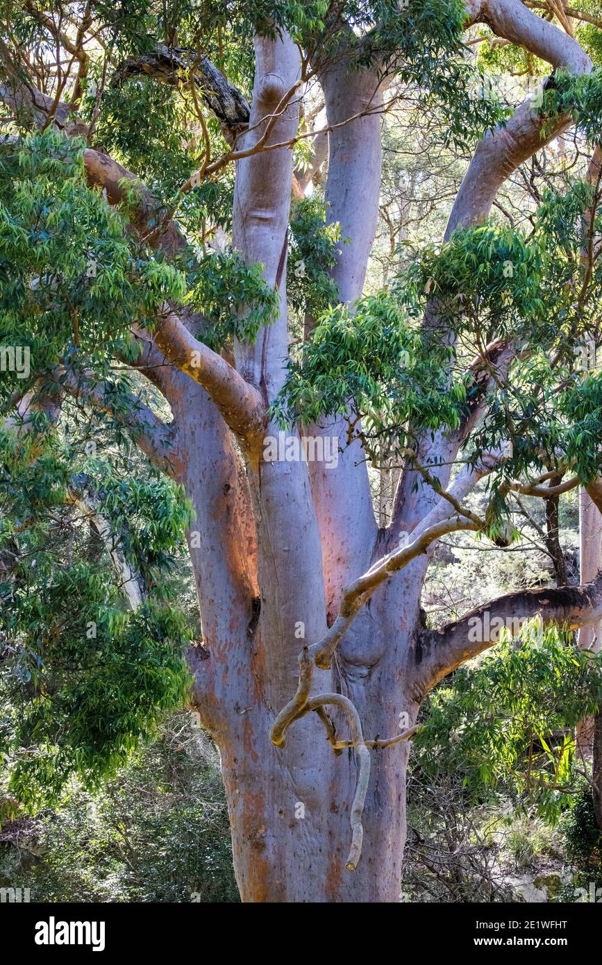 Sydney Red Gum in early light Stock Photo - Alamy