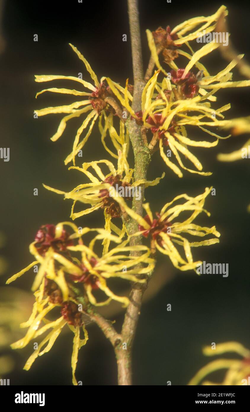 Hamamelis x intermedia pallida hi-res stock photography and images - Alamy