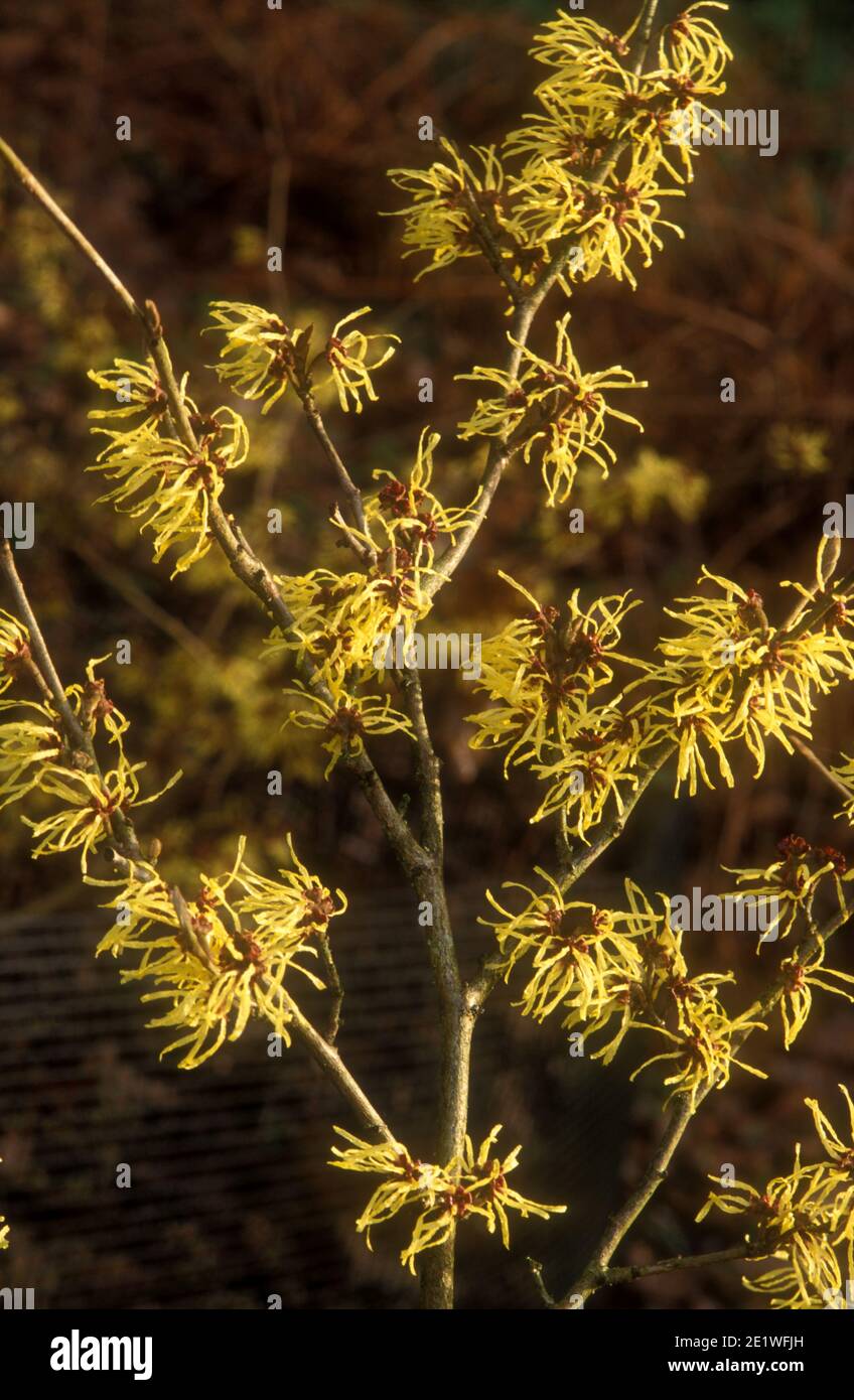 Hamamelis x intermedia pallida hi-res stock photography and images - Alamy