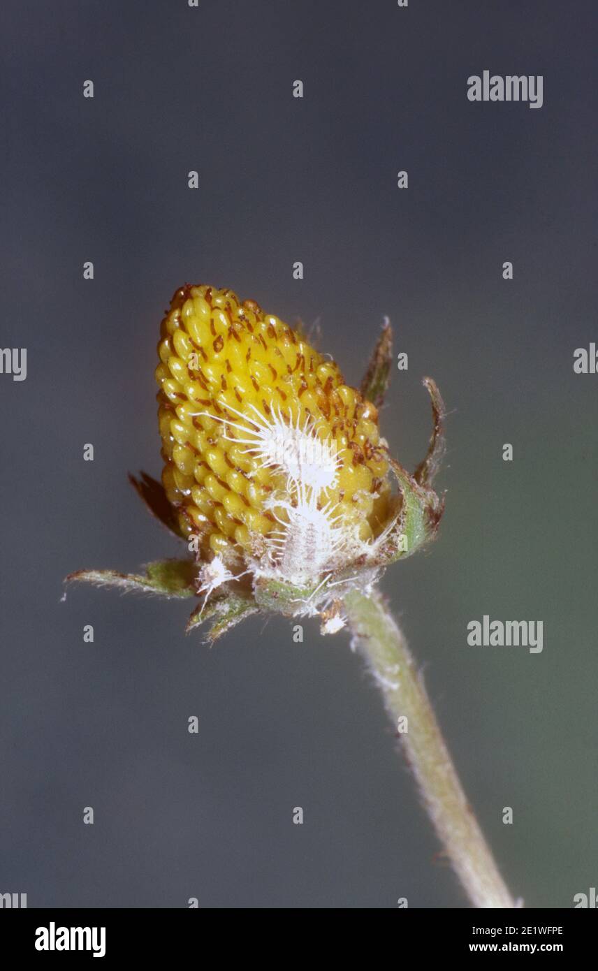 LONG-TAILED MEALY BUGS ON ALPINE STRAWBERRY PLANT Stock Photo - Alamy