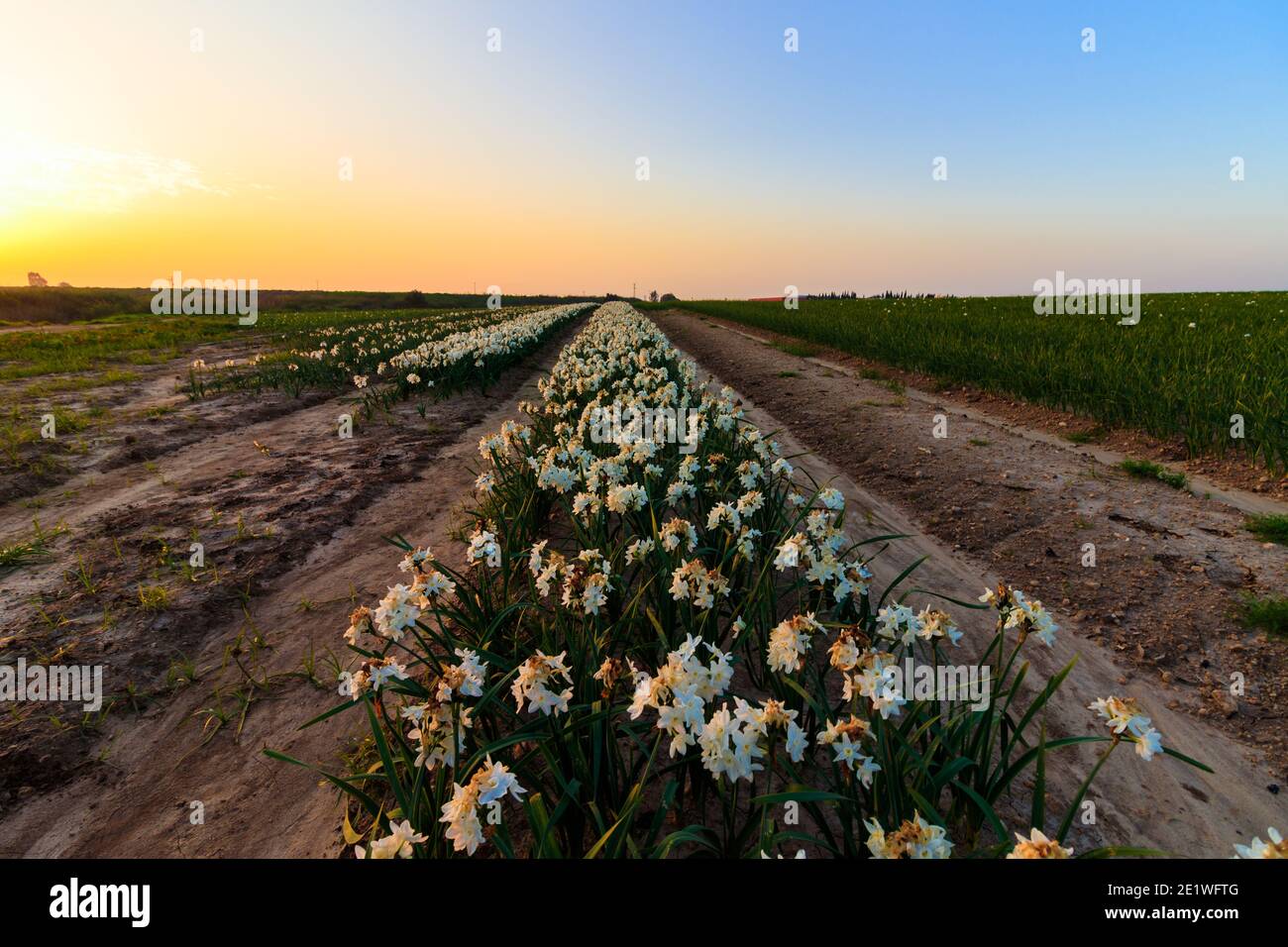Field of daffodils hi-res stock photography and images - Alamy