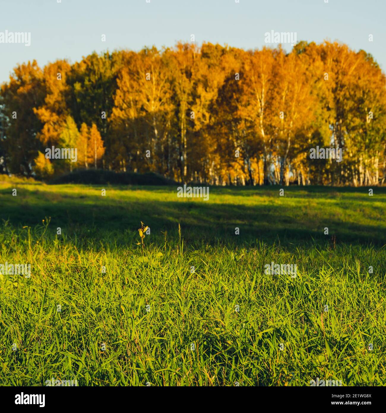 Autumn landscape with yellow trees and clouds Stock Photo - Alamy