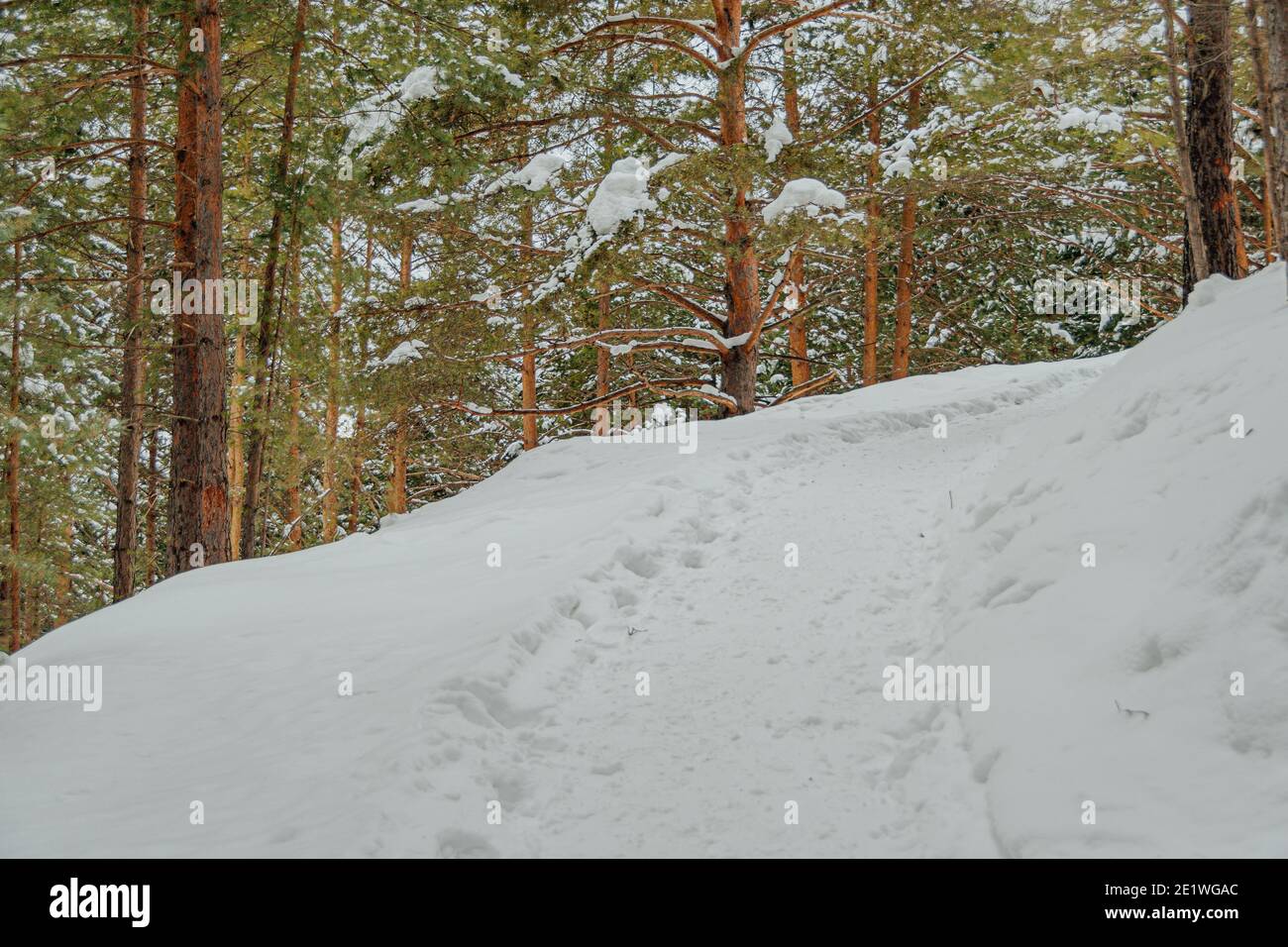 Pathway among pine trees hi-res stock photography and images - Alamy