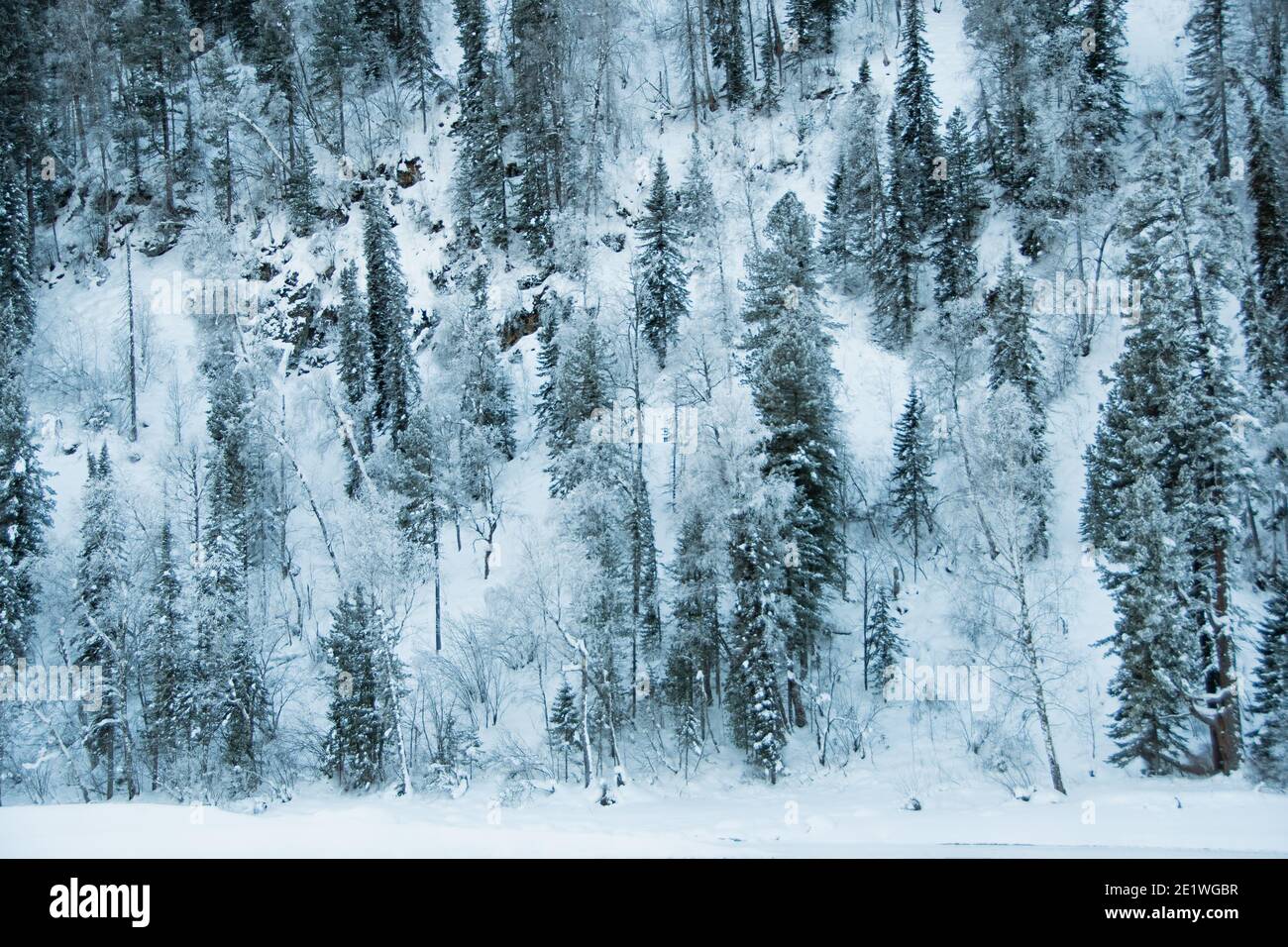 Snow trees on hillside. Fairy forest with frost on branches of pine ...