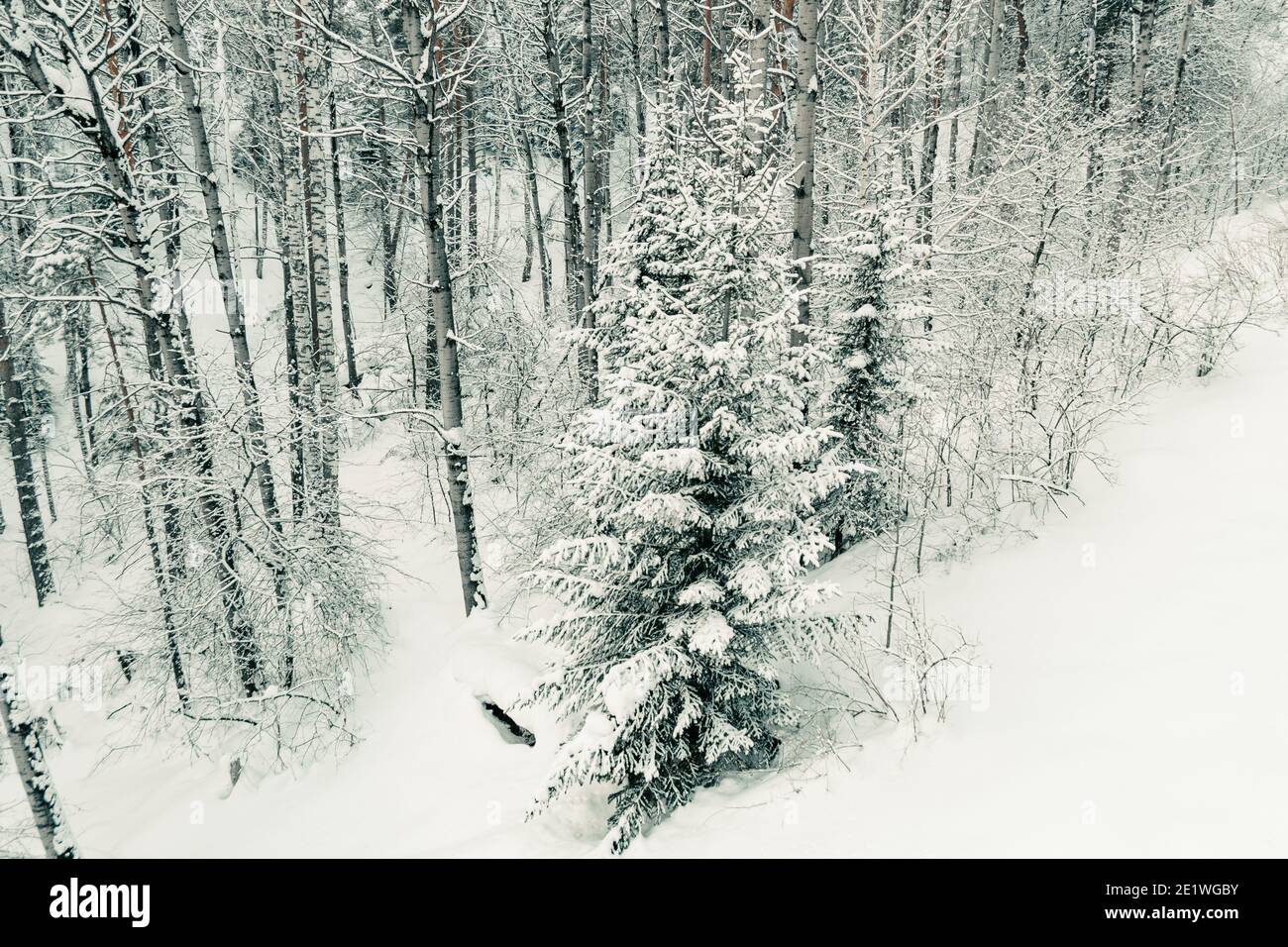 Siberian winter forest with pine trees on slope and frozen tree ...
