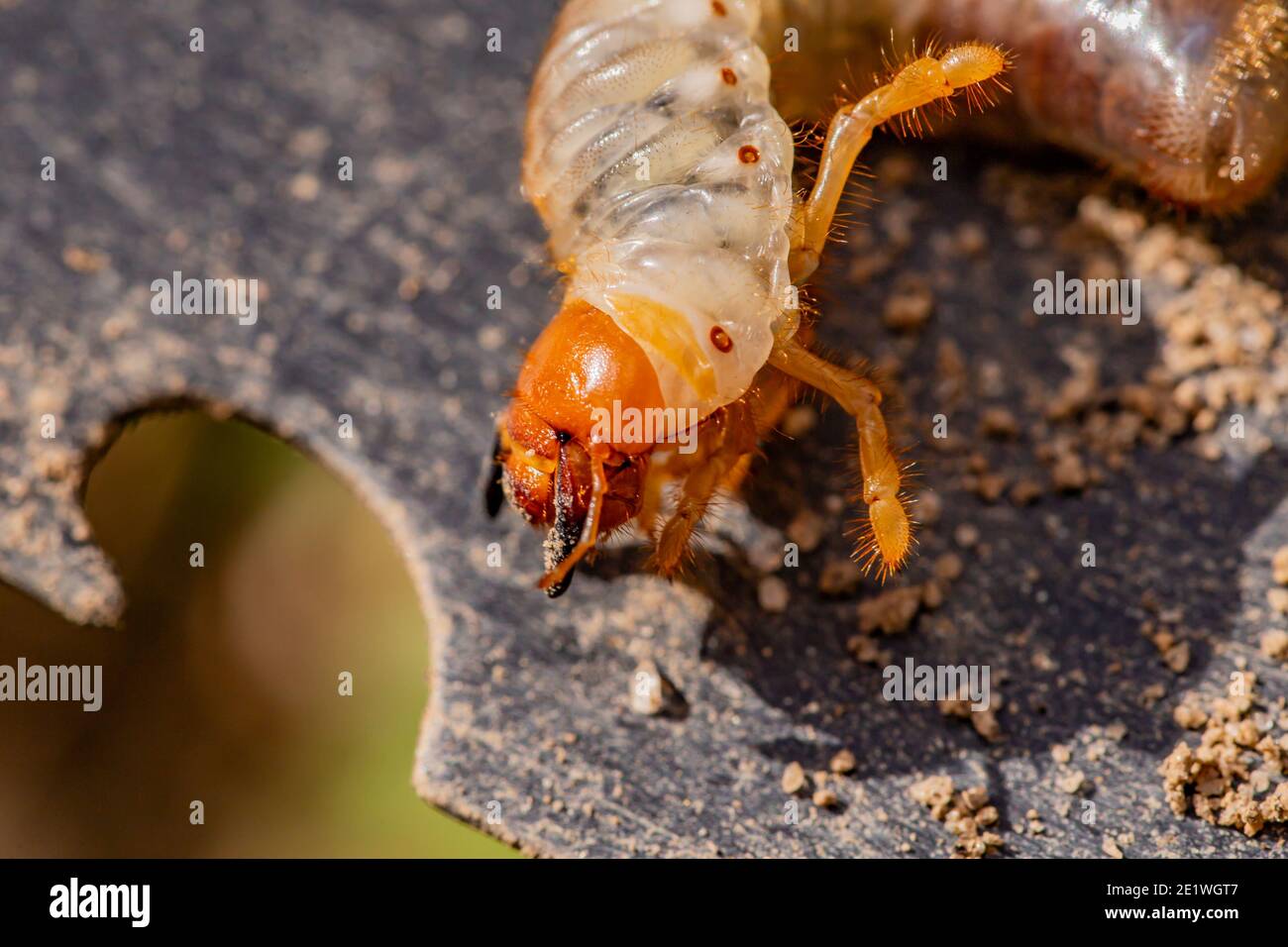 Chafer Beetle Larvae High Resolution Stock Photography and Images - Alamy