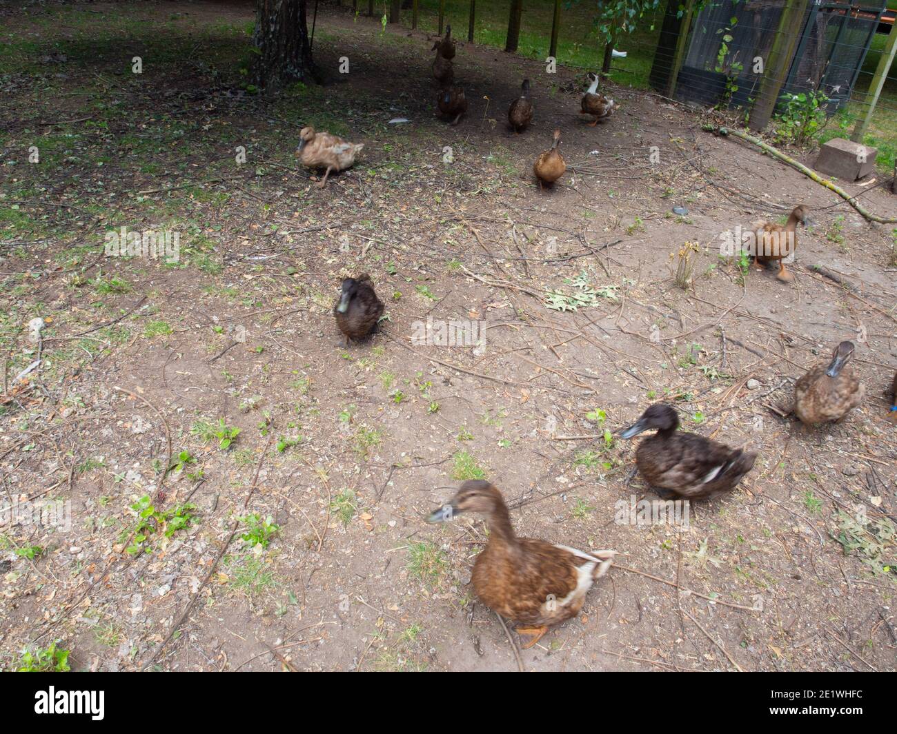 Ducks Inside A Pen On A Farm Stock Photo - Alamy