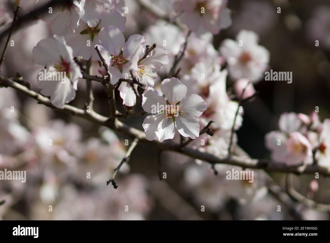 Almond branch flowers many hi-res stock photography and images - Alamy