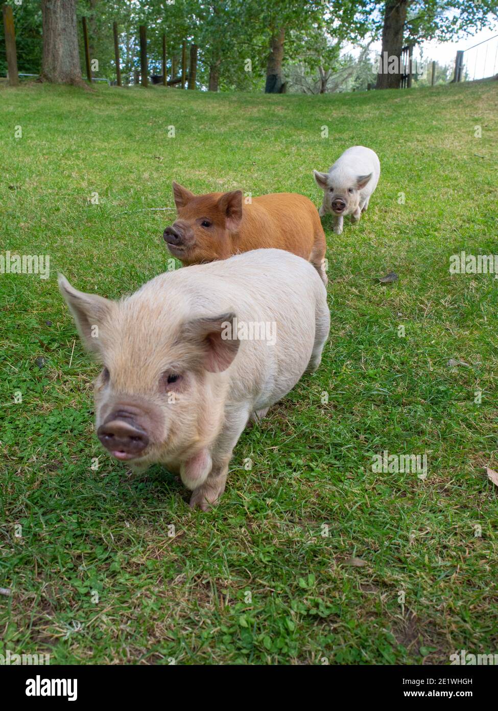 Three Piglets In A Line Stock Photo - Alamy