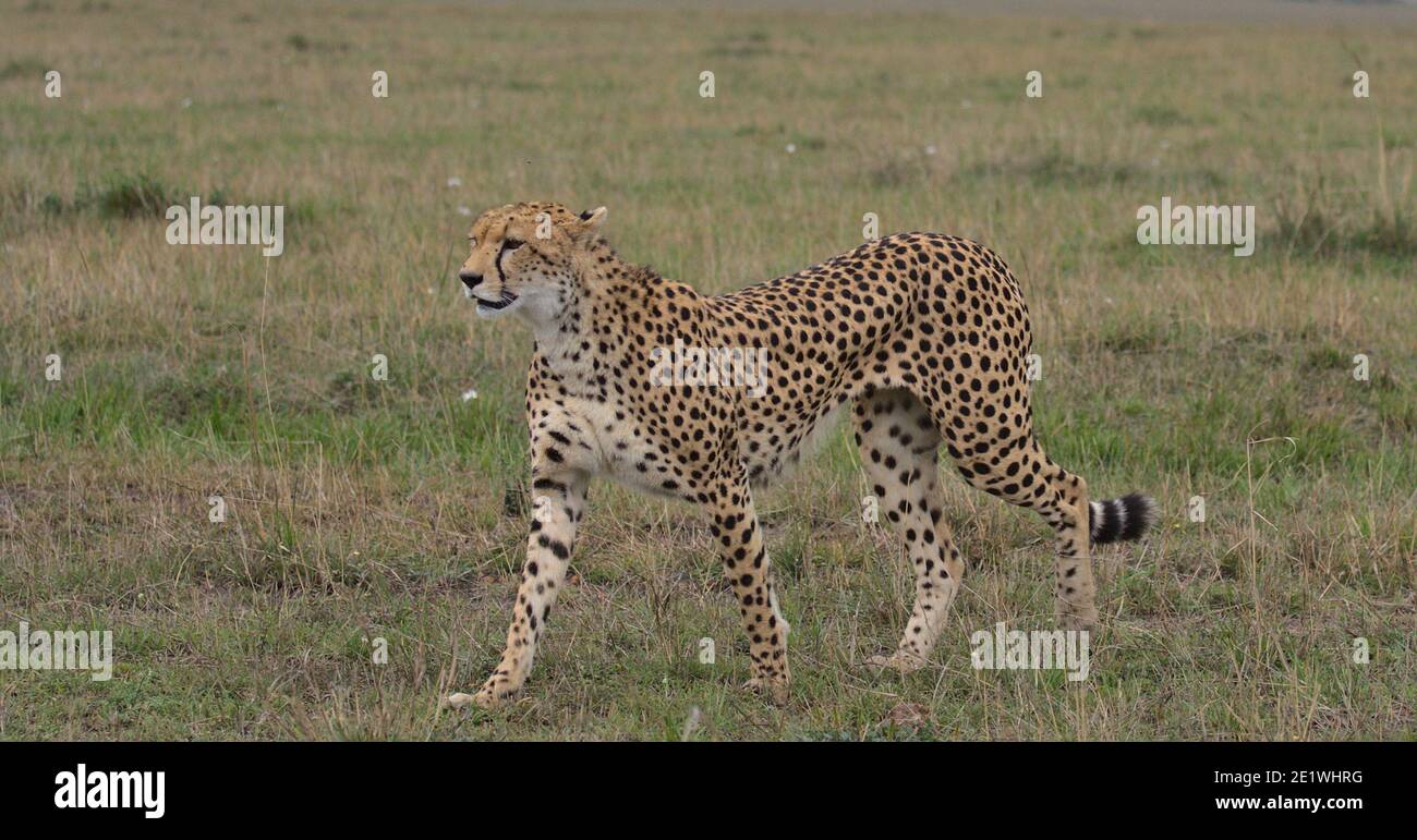cheetah walking on the hunt looking for prey in the wild plains of the ...