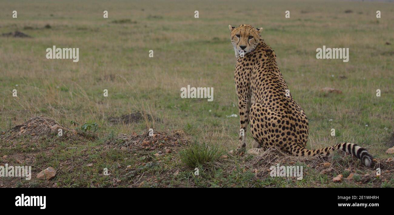 cheetah sitting alert with head turned in the wild savannah of the ...