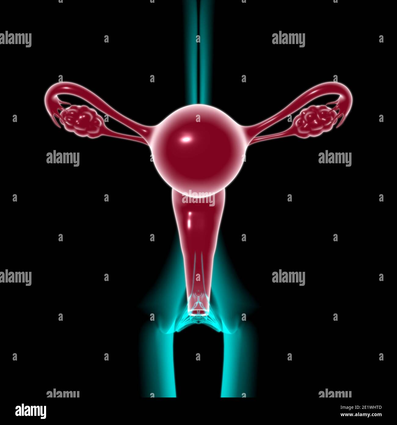 Female Reproductive System Anatomy For Medical Concept 3D Illustration ...