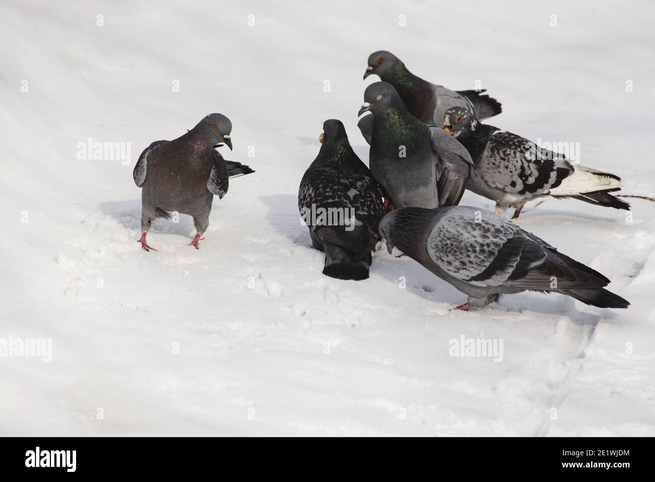 A group of pigeons meets the leader of the flock. The concept of ...