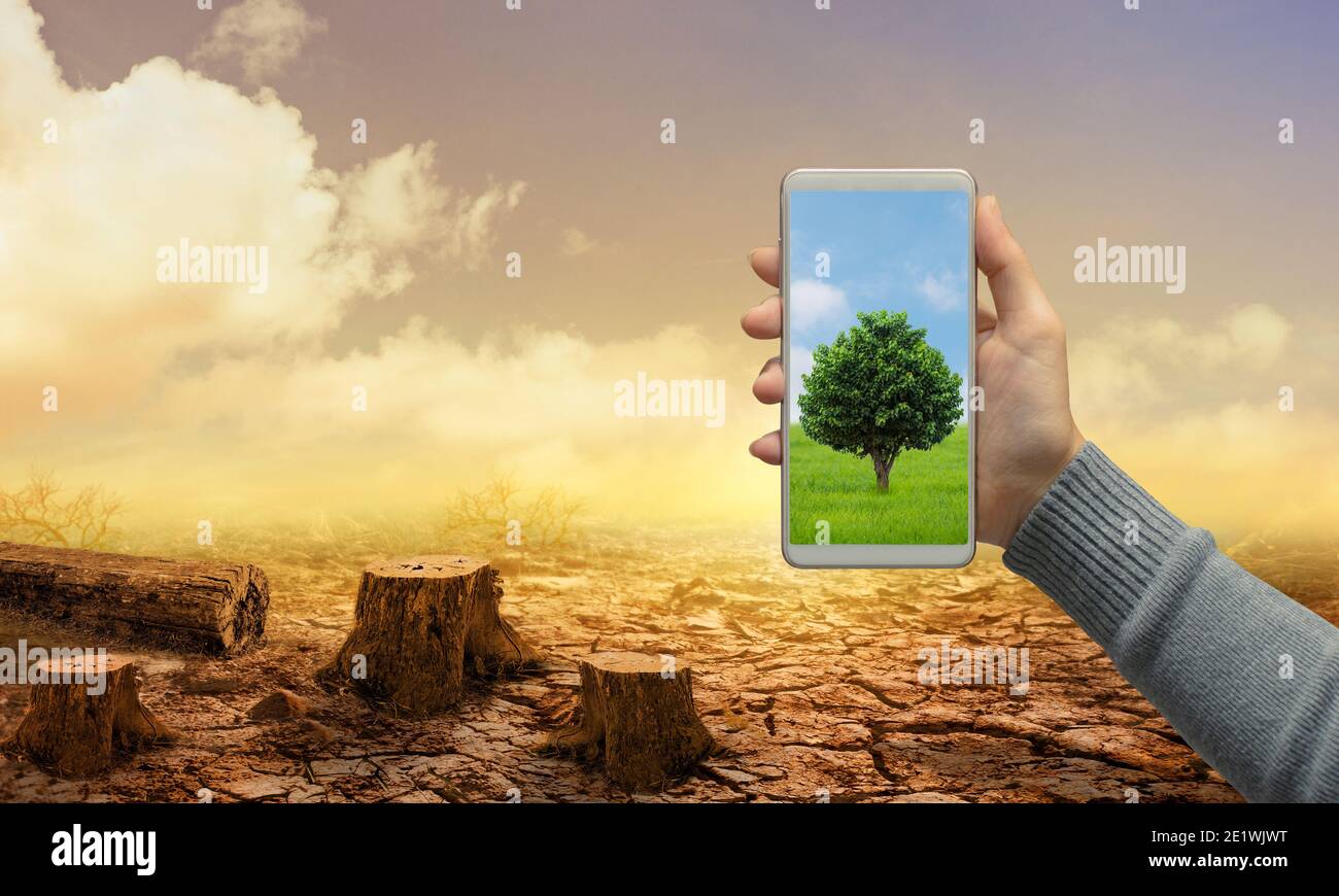 Tree stumps on the ground hi-res stock photography and images - Alamy