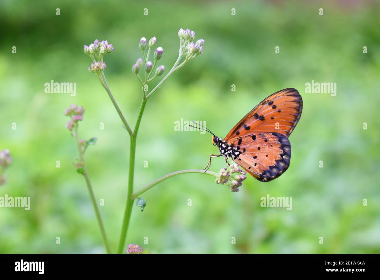 Tawny coster in nature hi-res stock photography and images - Alamy