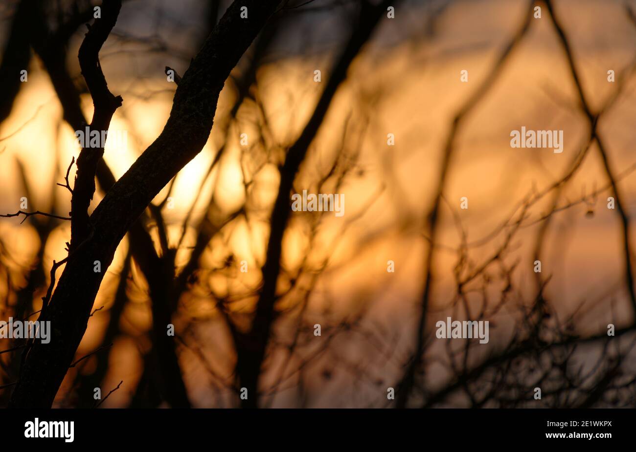 Sunset behind tree hi-res stock photography and images - Alamy