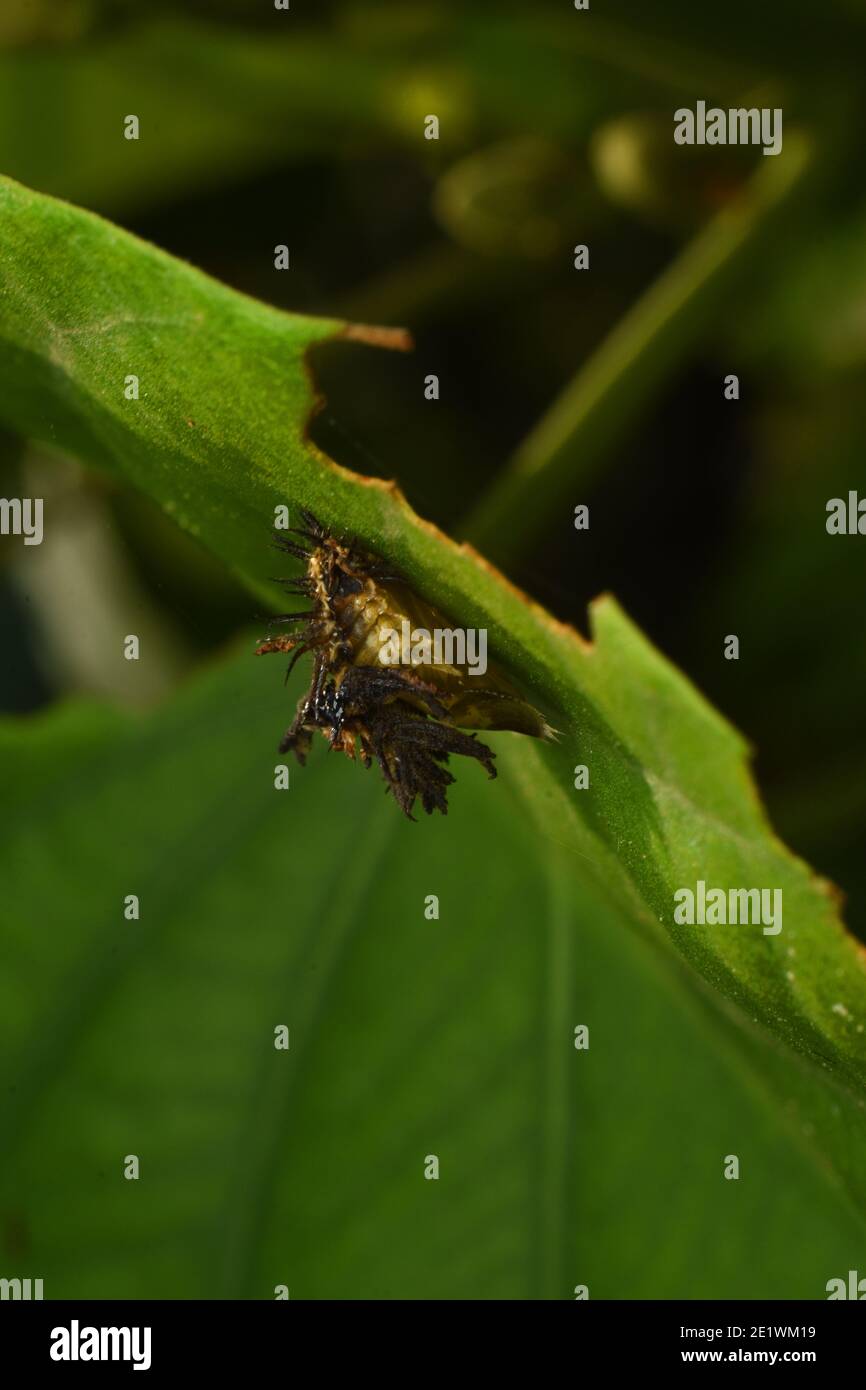 A golden tortoise beetle larva Stock Photo - Alamy
