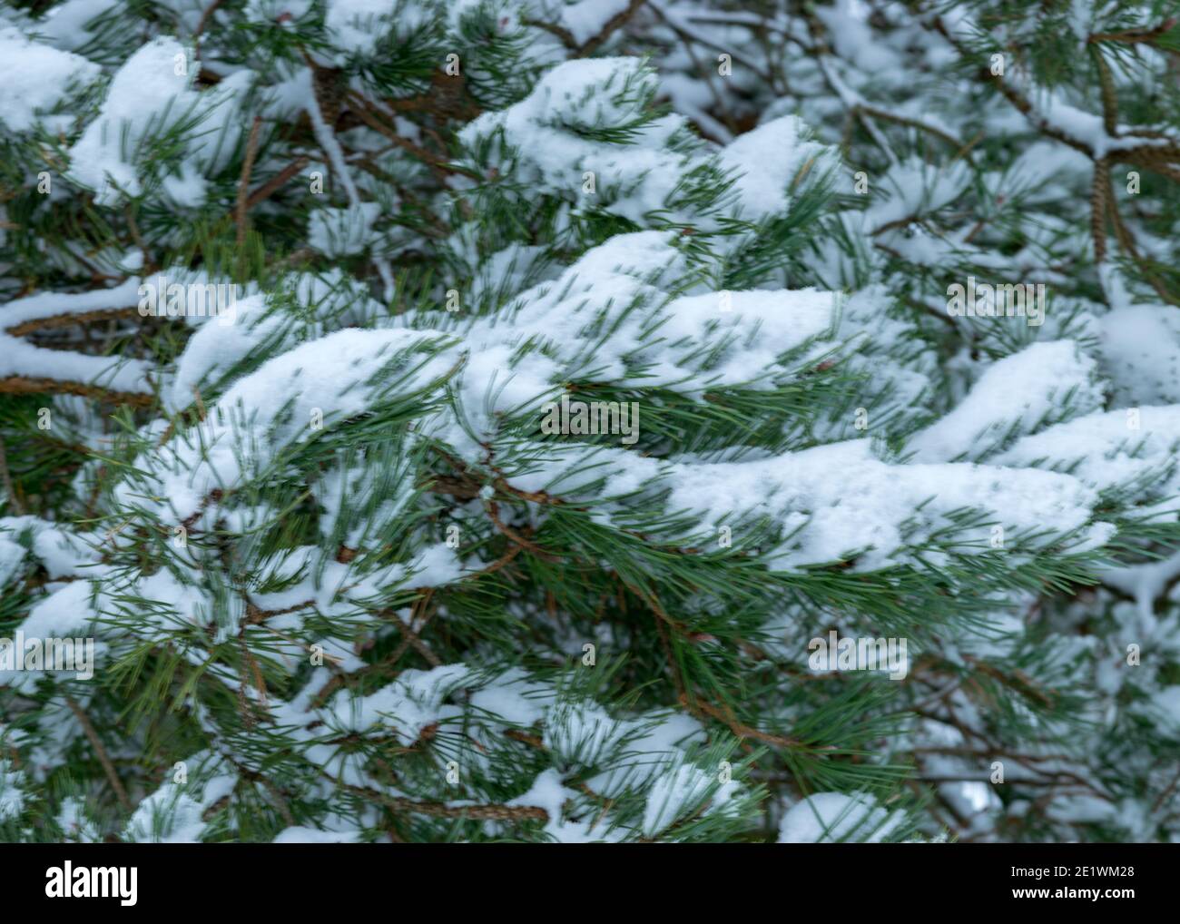 Tree branch patterns hi-res stock photography and images - Alamy