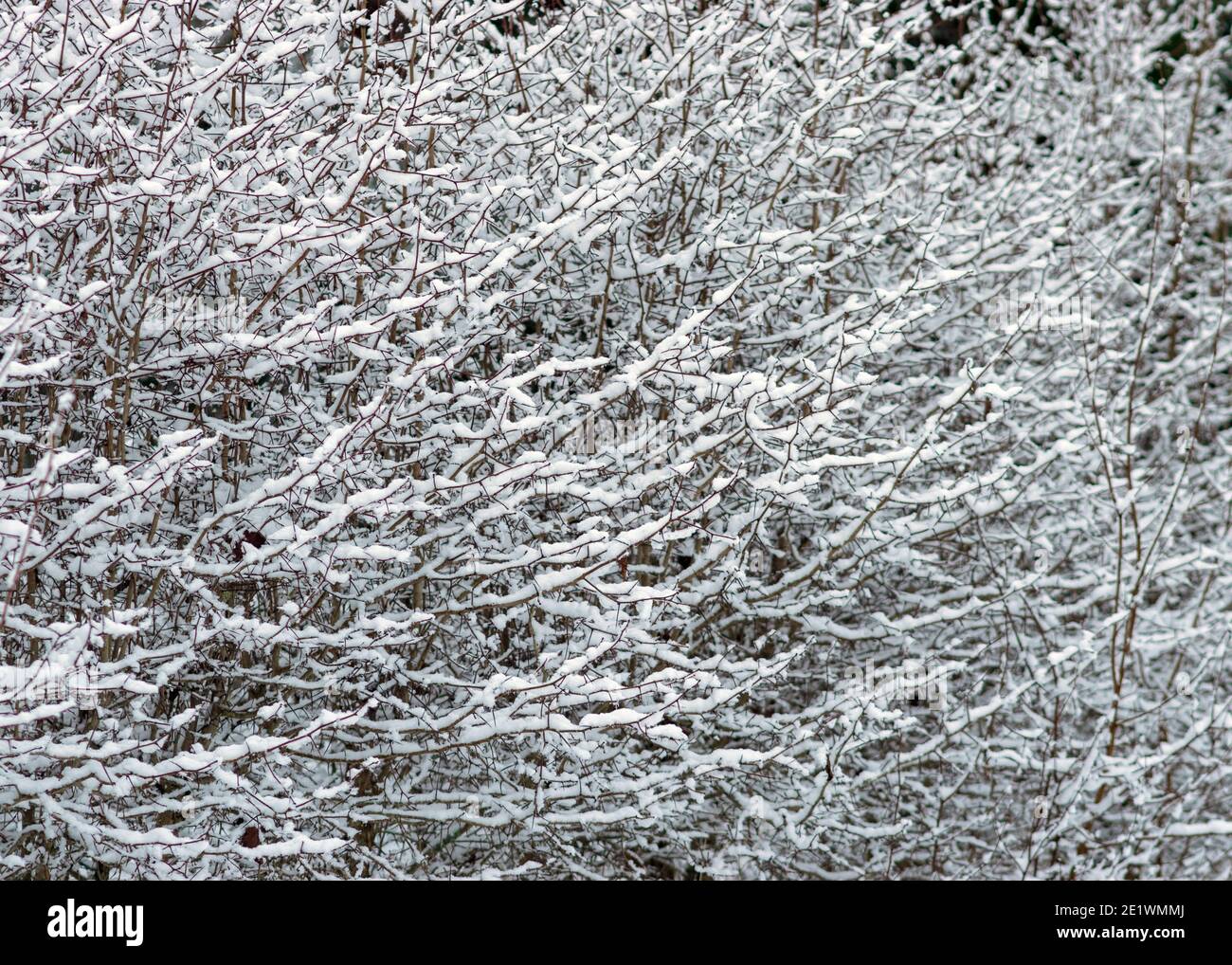 abstract tree branch patterns, snow-covered tree branches, beautiful ...