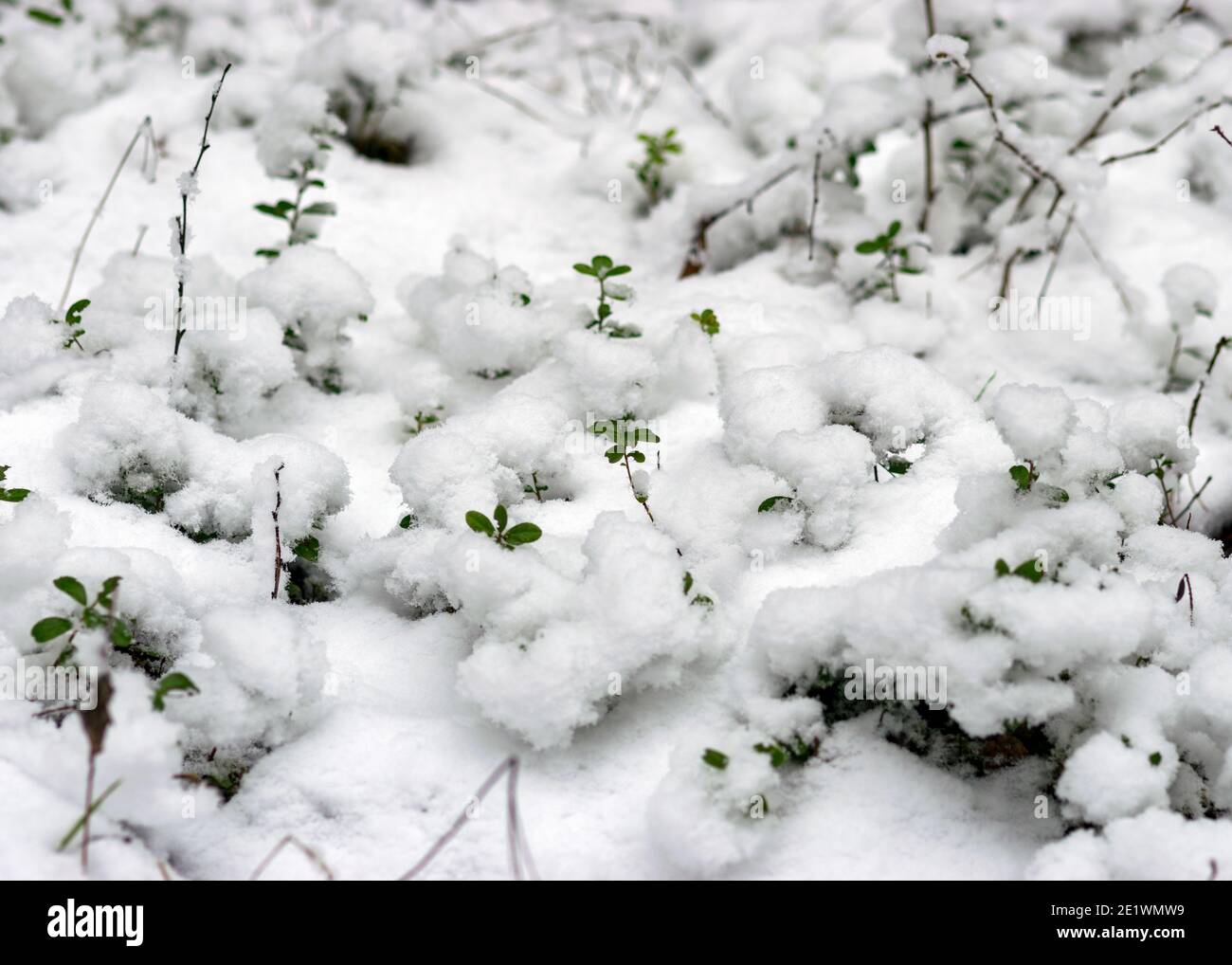 abstract texture, snow covered plants, winter feelings, winter texture ...