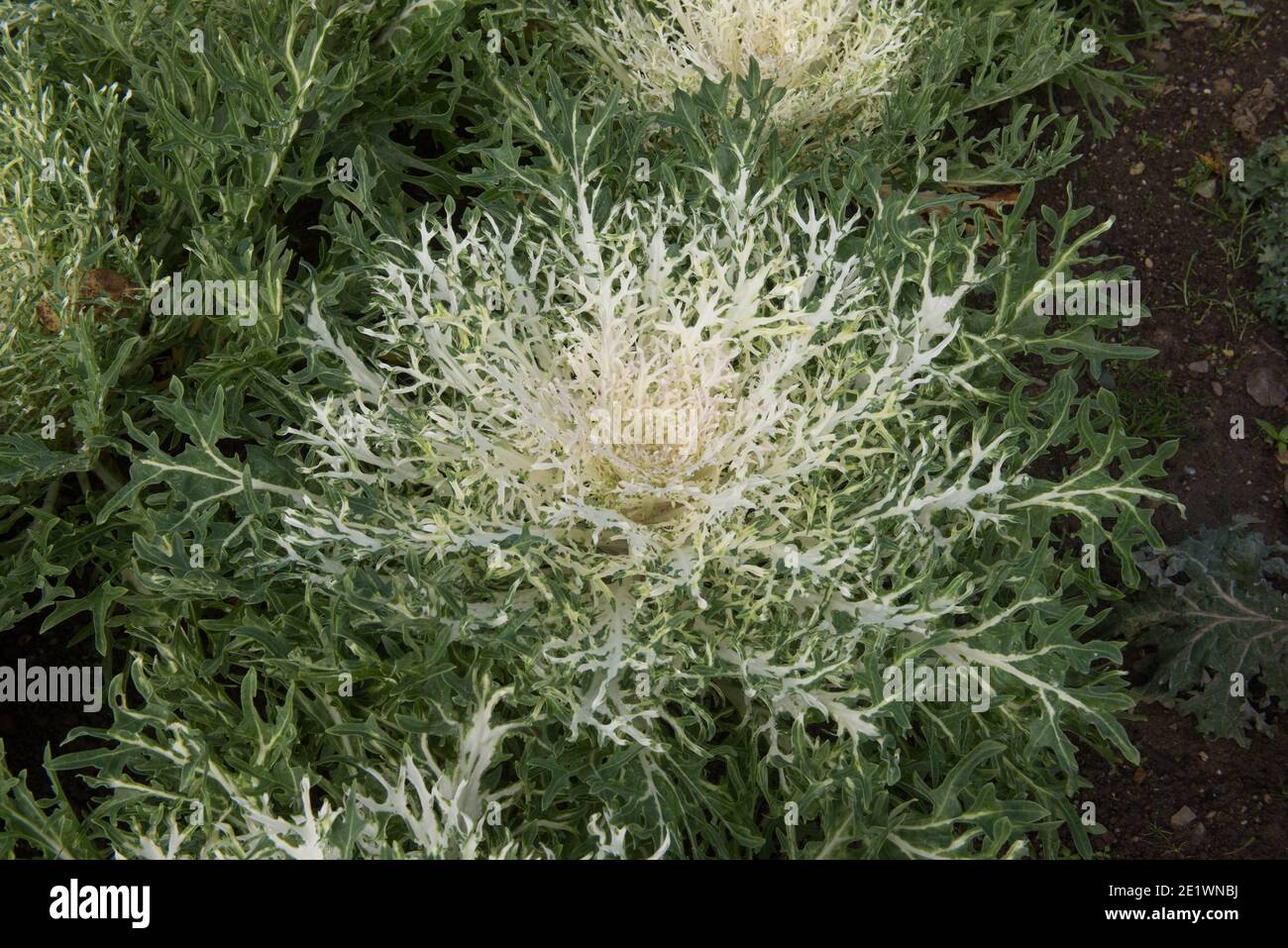 Home Grown Organic Kale 'Peacock White' (Brassica oleracea 'Acephala ...