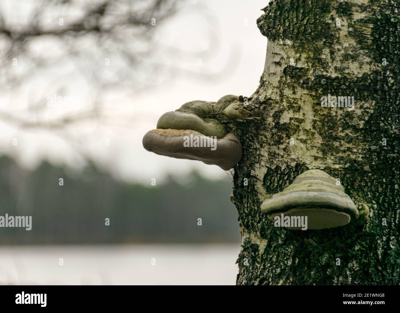 picture with bitters on an old birch trunk, dying trees on the shore of ...