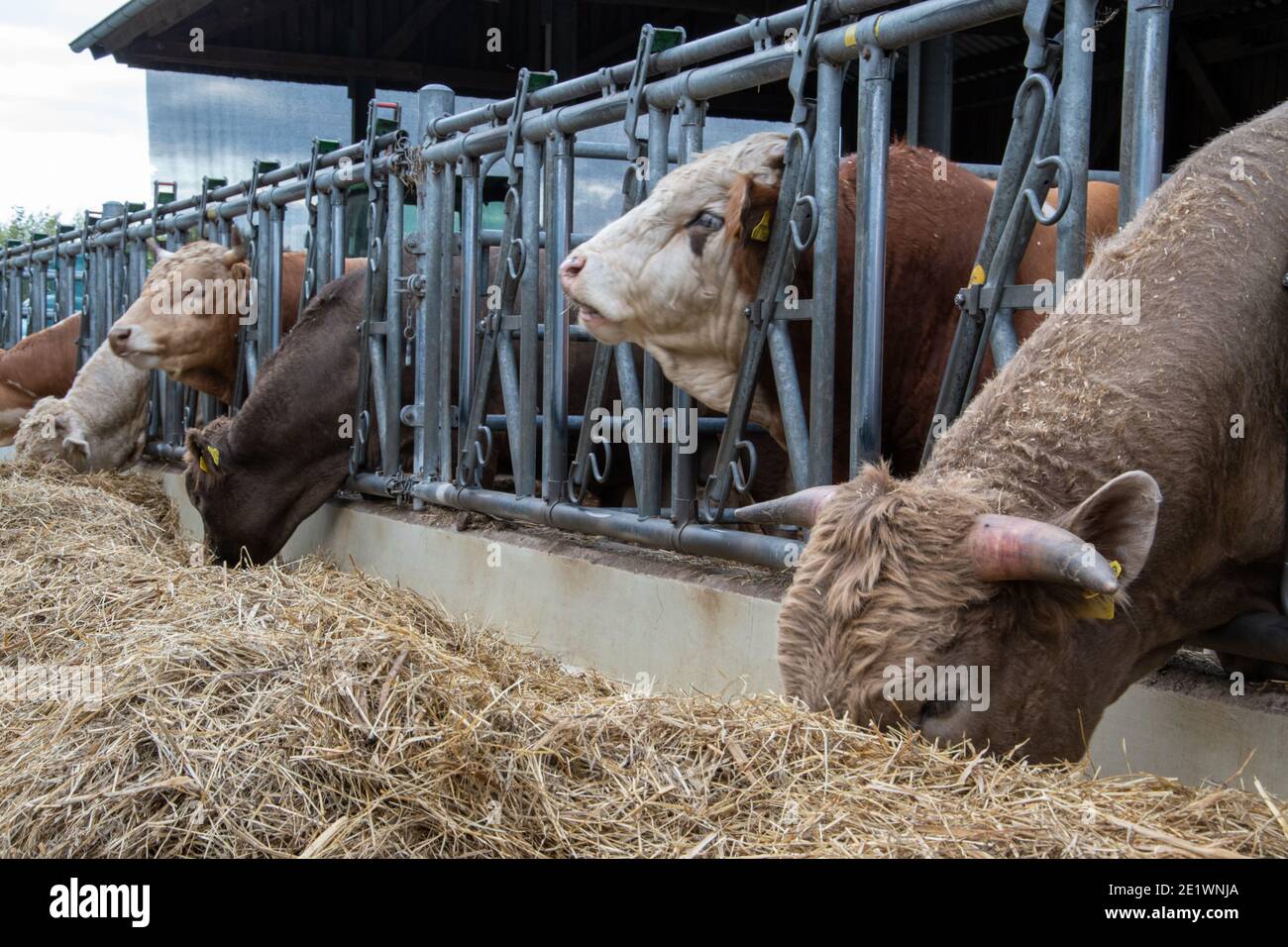 Okologische rinderhaltung hi-res stock photography and images - Alamy