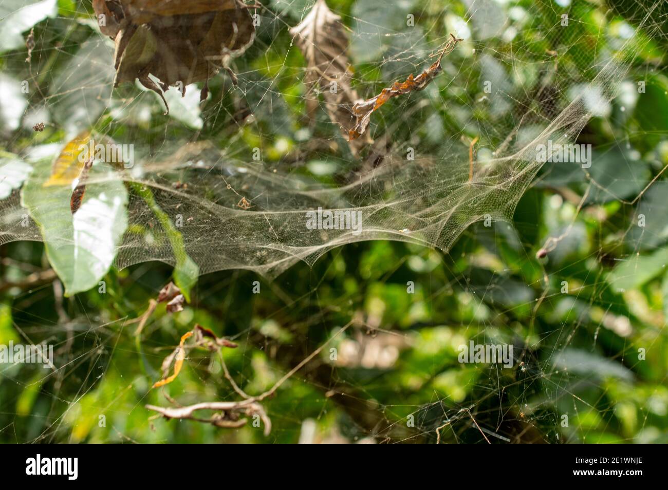 Some webs are extremely. Most people assume that the design is purely ...