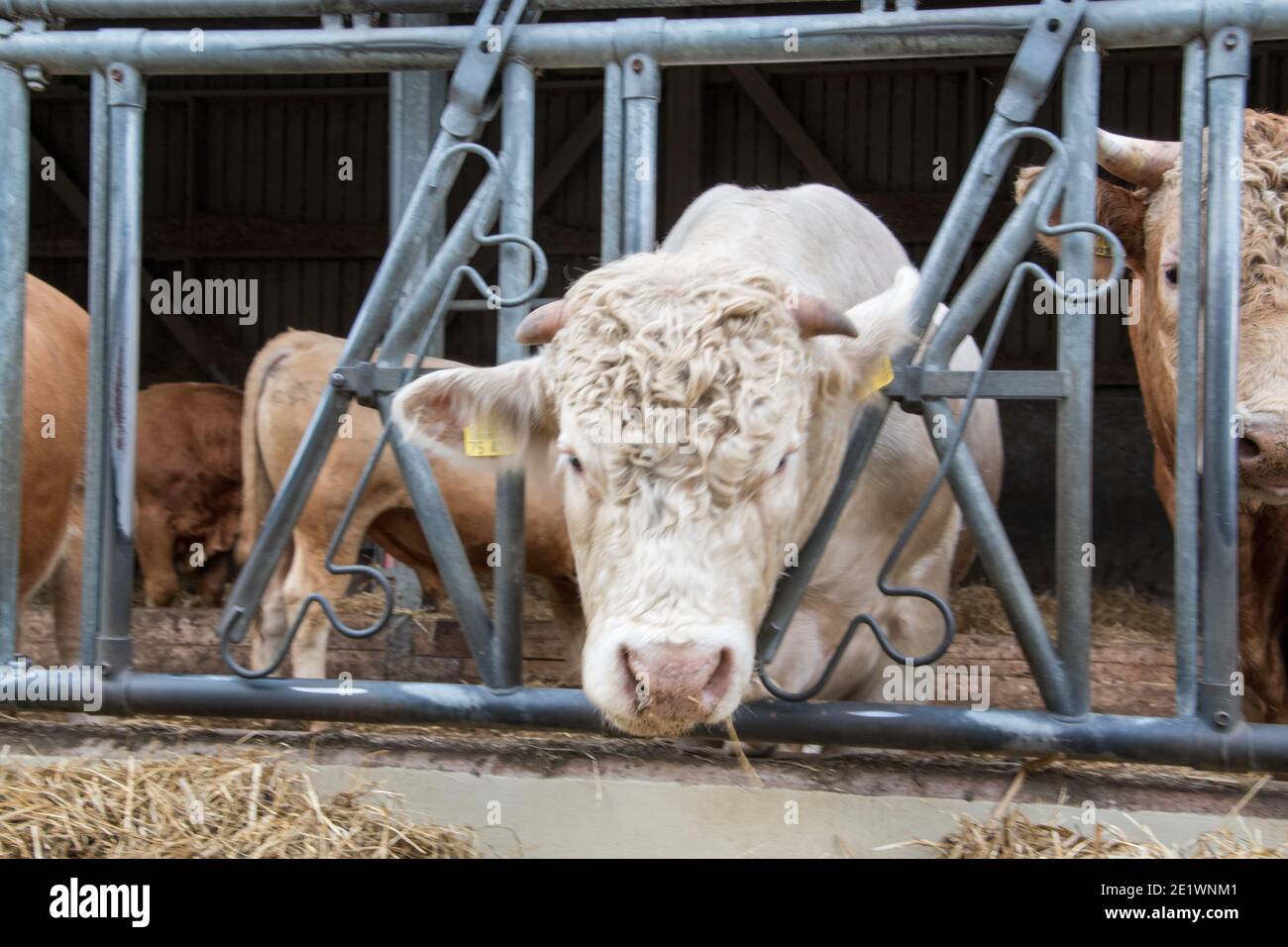 Scheune haus hi-res stock photography and images - Alamy