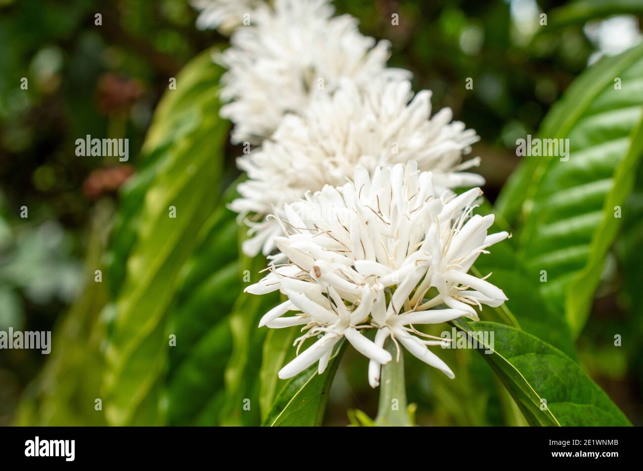 Indian coffee plantations are positioned inside the western Ghats on ...