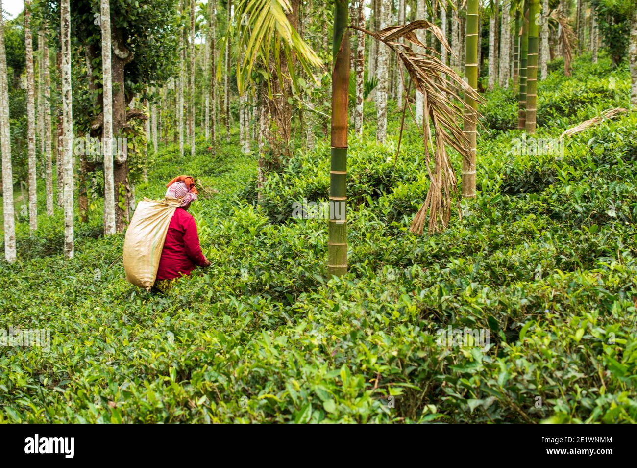 Consumed tea hi-res stock photography and images - Alamy