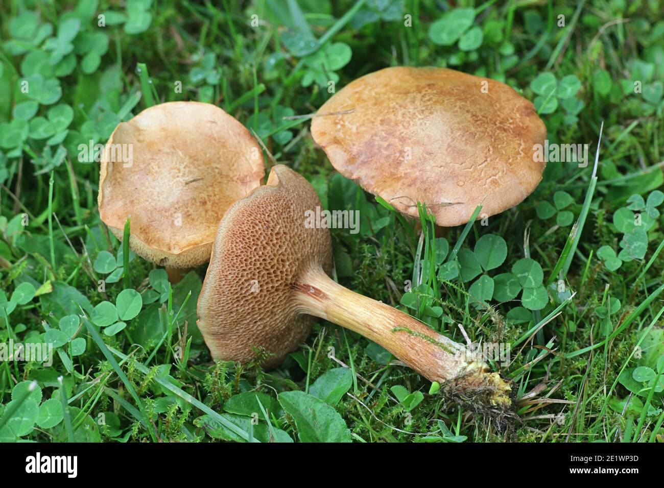 Suillus piperatus hi-res stock photography and images - Alamy