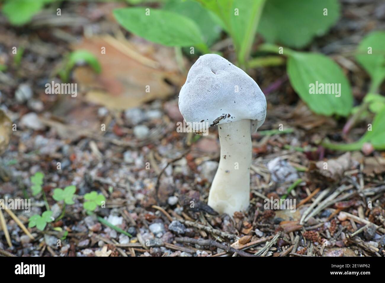 Helvella elastica, known as the flexible Helvella, or the elastic ...