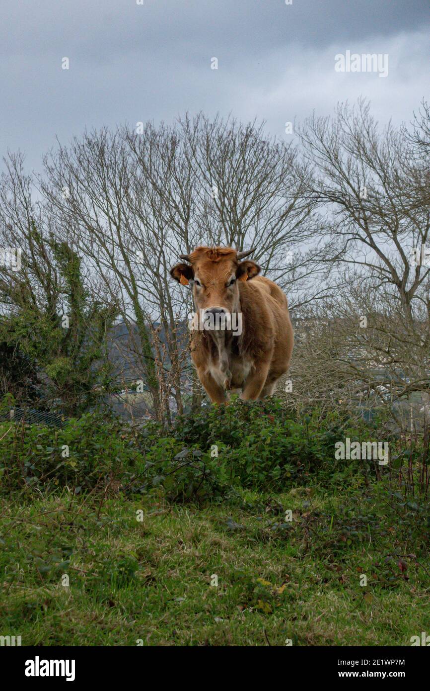 Asturian breed hi-res stock photography and images - Alamy